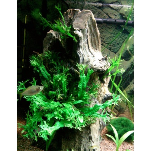 Microsorum pteropus - Aquários Plantados