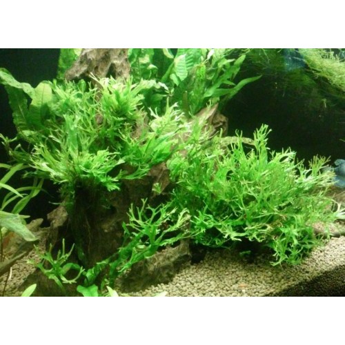 Microsorum pteropus - Aquários Plantados