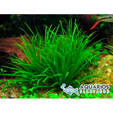 Blyxa japônica - Aquários Plantados