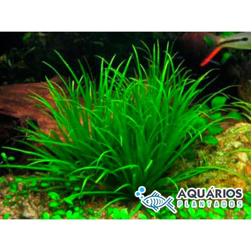 Blyxa japônica - Aquários Plantados