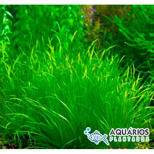 Blyxa japônica - Aquários Plantados