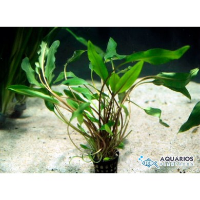 Cryptocoryne walkeri - Aquários Plantados